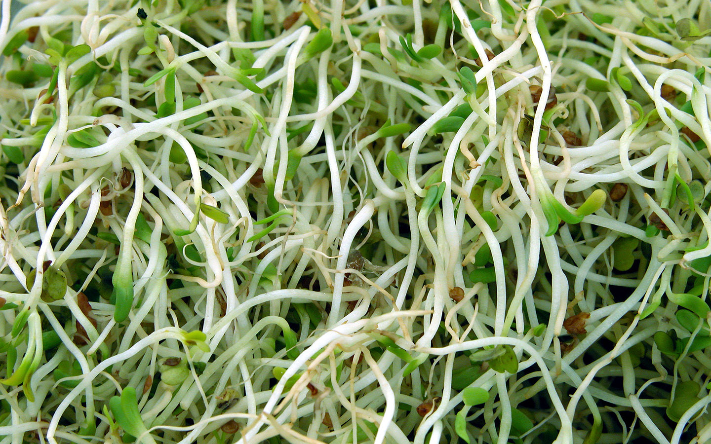 Frutas Infantes te ofrece: germinados de calidad